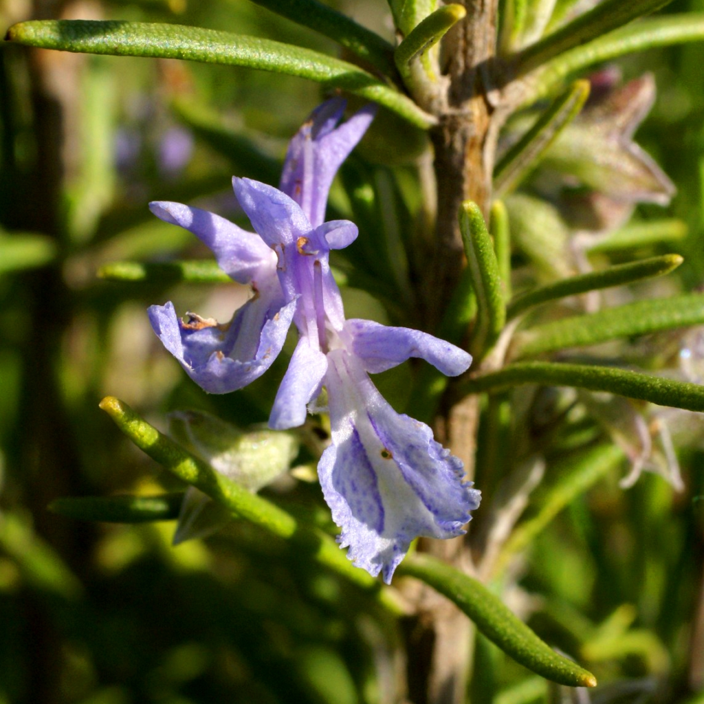 romarin - PPAM de France